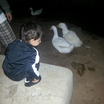 CSUN Pond - 310 Photos & 74 Reviews - Parks - 18111 Nordhoff St ...