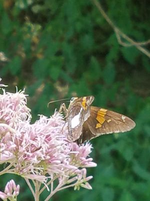 Smithton, PA Map & Directions - MapQuest