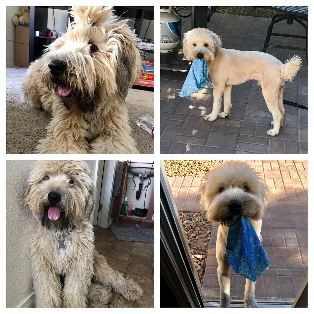 Paws R Us - 52 Photos & 16 Reviews - Pet Groomers - 2540 Anthem Village ...