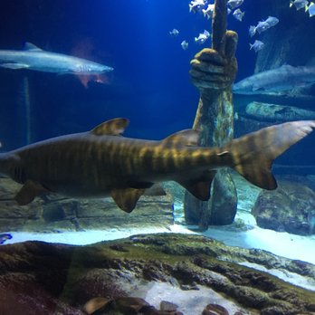 Long Island Aquarium - 524 Photos & 208 Reviews - Aquariums - 431 E ...
