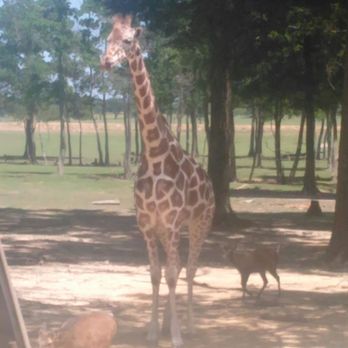 Global Wildlife Center - 437 Photos & 90 Reviews - Zoos - 26389 Hwy 40 ...