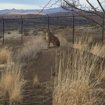 Animal Ark - 145 Photos & 63 Reviews - Zoos - 1265 Deerlodge Rd, Reno ...