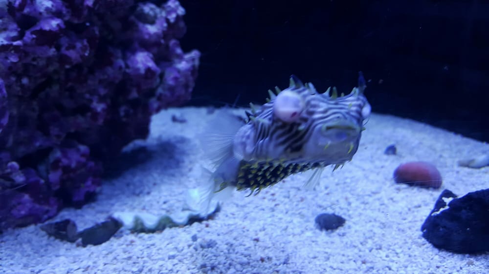 The Ocean Floor - 89 Photos & 91 Reviews - Pet Stores - 2347 W Thomas ...