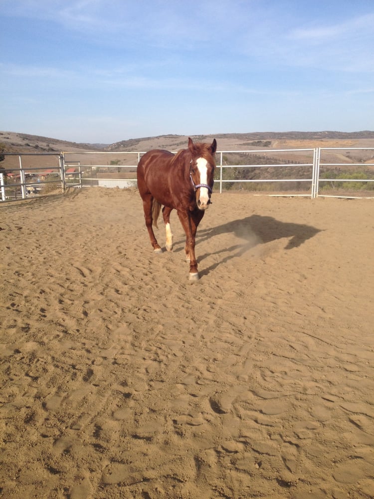 Stepp Stables - Horseback Riding - Camp Pendleton, Oceanside, CA - Yelp