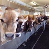 Lapp Valley Farms - 108 Photos & 63 Reviews - Farms - 244 Mentzer Rd ...