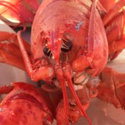 Mcloons Lobster Shack - 74 Photos & 67 Reviews - Seafood - 315 Island ...