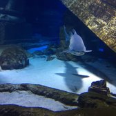 Long Island Aquarium - 524 Photos & 208 Reviews - Aquariums - 431 E ...