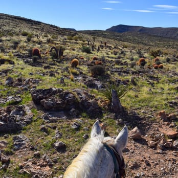 Cowboy Trail Rides - 95 Photos & 42 Reviews - Horseback Riding - 4053 ...