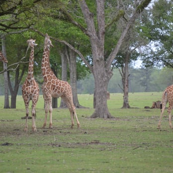 Global Wildlife Center - 170 Photos & 40 Reviews - Zoos - 26389 Hwy 40 ...