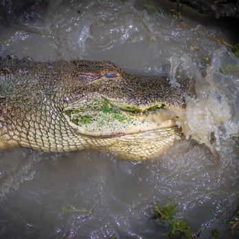 Gator Country - 145 Photos & 48 Reviews - Zoos - 21159 Fm 365 Rd ...