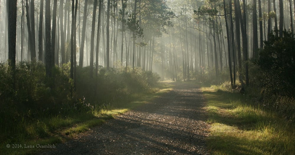 Big Branch Marsh National Wildlife Refuge - 63 Photos - Public Services ...