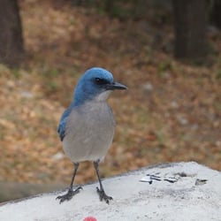 Parque Ecológico Chipinque - 29 Photos & 28 Reviews - Hiking ...