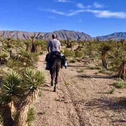 Kyle Canyon Ranch - 25 Photos - Horse Boarding - 13820 Kyle Canyon Rd ...