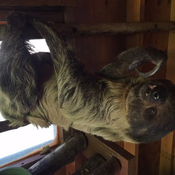Wildlife Learning Center - 918 Photos & 462 Reviews - Zoos - 16027 ...