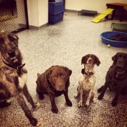 The Gnarly Dog - 12 Reviews - Pet Sitting - 1153 Boston Neck Rd ...