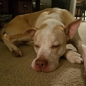 The Pennsylvania SPCA - 20 Photos & 71 Reviews - Animal Shelters - 350 ...