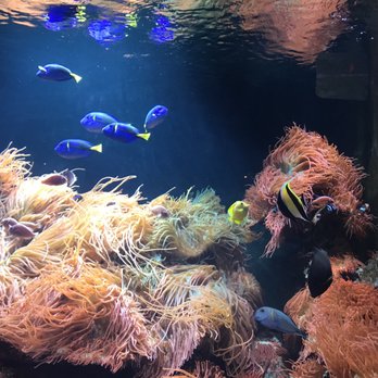 Long Island Aquarium - 556 Photos & 215 Reviews - Aquariums - 431 E ...