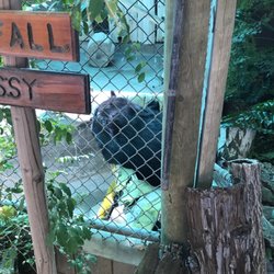 Applegate Park Zoo - 82 Photos & 26 Reviews - Zoos - 1045 W 25th St ...