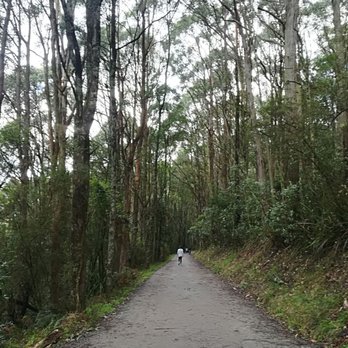1000 Steps - 64 Photos & 17 Reviews - Hiking - Mt Dandenong Tourist Rd ...