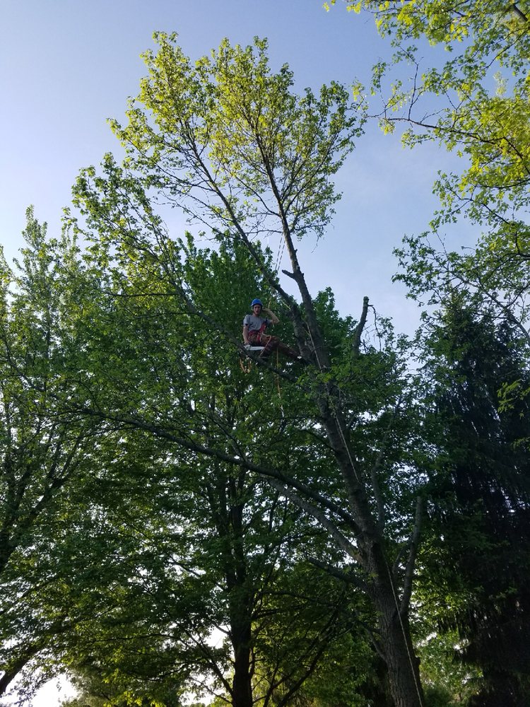 Blue Ox Tree Care of Indiana - 100 Photos - Tree Services ...