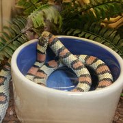 East Bay Vivarium - 157 Photos & 349 Reviews - Pet Stores - 1827 5th St ...