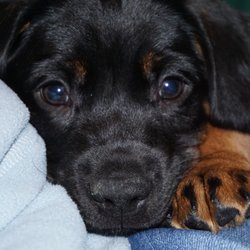 Nevada Humane Society - 50 Photos & 46 Reviews - Animal Shelters - 2825 ...