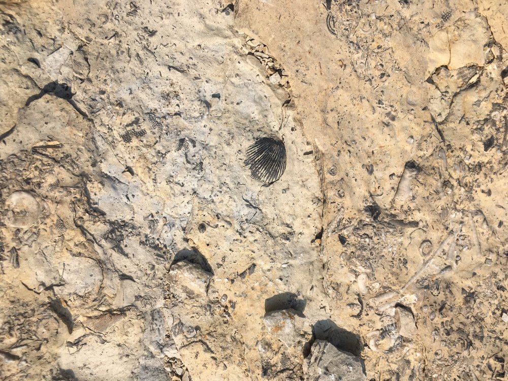 Devonian Fossil Gorge - 14 Photos - Hiking - 2850 Prairie Du Chien Rd ...