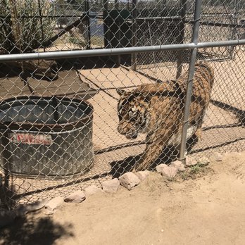Forever Wild Exotic Animal Sanctuary - 414 Photos & 219 Reviews - Zoos ...