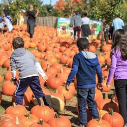 Apple Ridge Orchards - 82 Photos & 34 Reviews - Pick Your Own Farms ...