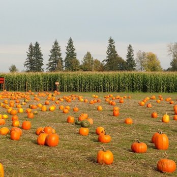 Fir Point Farms - 85 Photos & 54 Reviews - Fruits & Veggies - 14601 NE ...