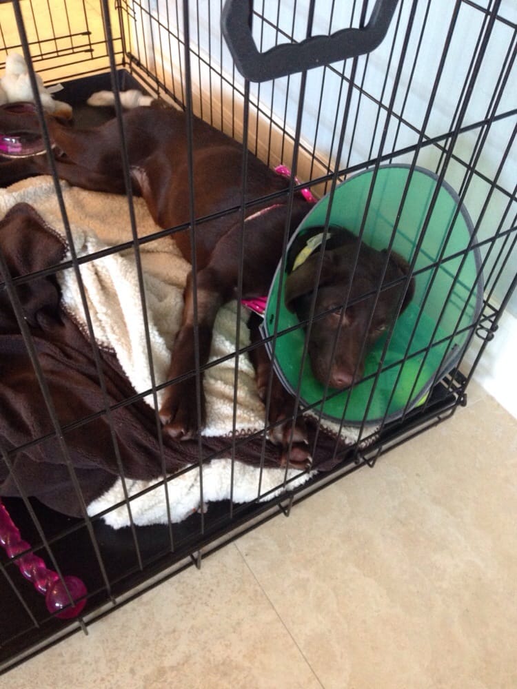 Paws Inn Paradise - Pet Boarding/Pet Sitting - 10700 66th St, Pinellas ...