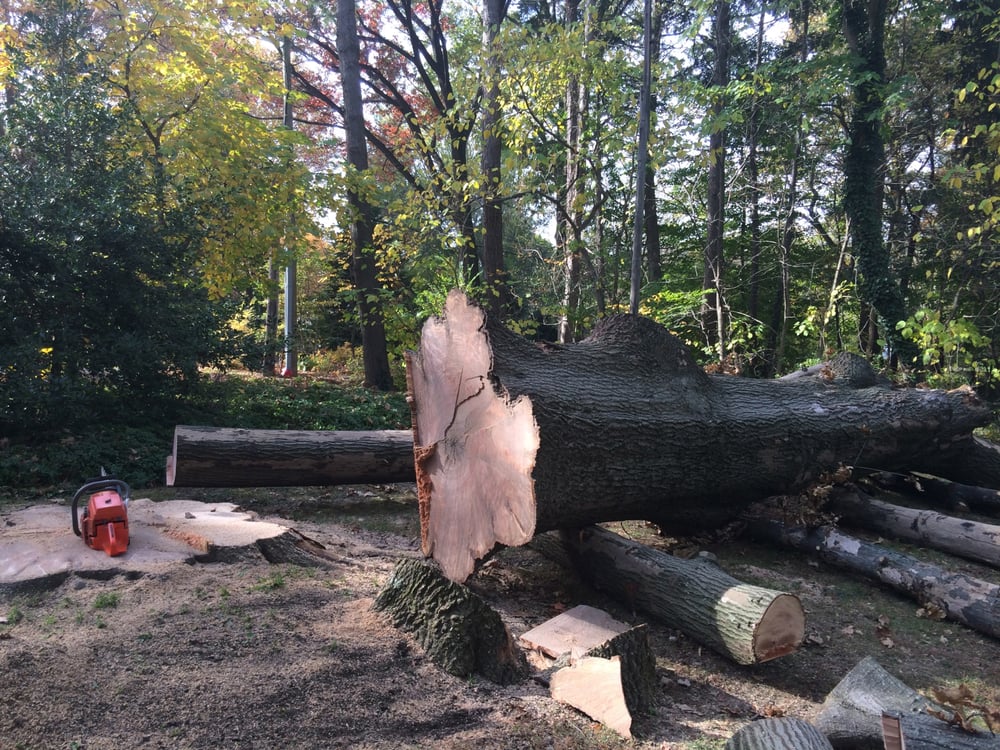 Tree Guys Tree Service - Tree Services - 73 St Johns Dr, Glen Mills, PA ...