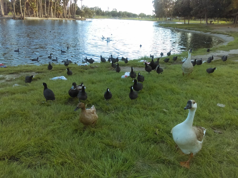 Earvin Magic Johnson Park - 21 Photos - Recreation Centers - 12601 ...