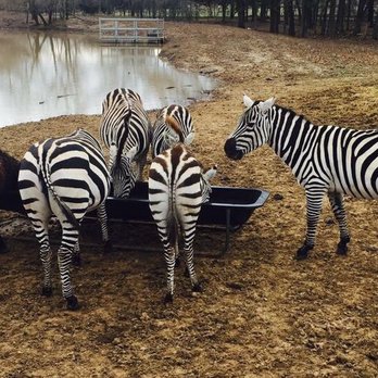 Sharkarosa Wildlife Ranch - 118 Photos & 58 Reviews - Attraction Farms ...