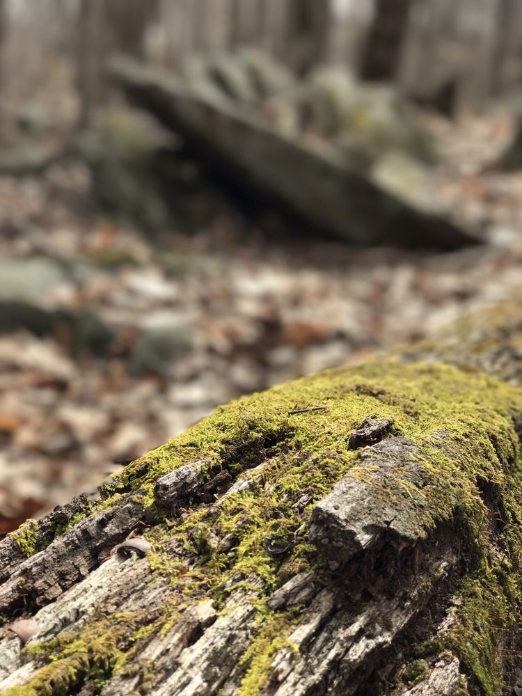 Mianus River Park - 38 Photos & 11 Reviews - Hiking - Merriebrook Ln ...