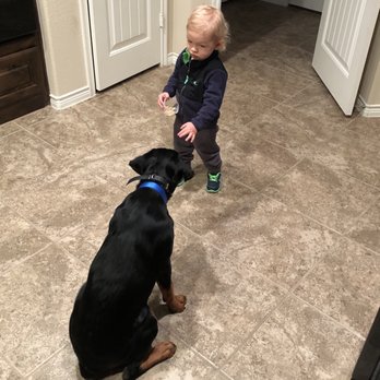 All Dogs Unleashed - 39 Photos & 87 Reviews - Pet Training - 2401 Luna ...
