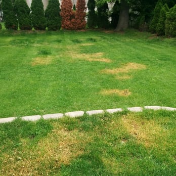 TruGreen Lawn Care - 59 Photos & 19 Reviews - Tree Services - 9 ...