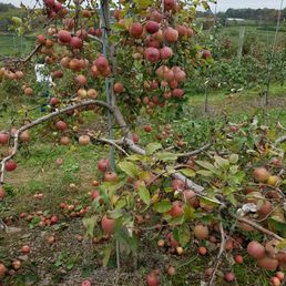 Brace Orchard - 444 Brace Rd, Dallas, PA - 2019 All You Need to Know ...