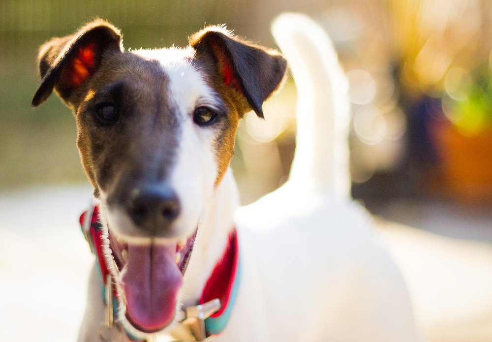 The Peaceful Pup - 2019 All You Need to Know BEFORE You Go (with Photos ...