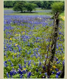 Cat Spring, TX Map & Directions - MapQuest