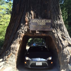 Grandfather Tree - 12 Photos - Home & Garden - 779 N Hwy 101, Piercy ...