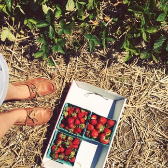 Marini Farm - 43 Photos & 24 Reviews - Christmas Trees - 259 Linebrook ...