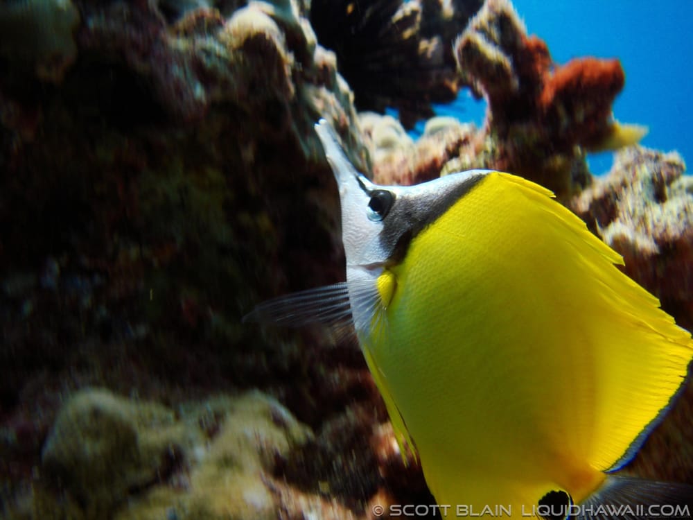 Liquid Hawaii - 46 Photos & 40 Reviews - Snorkeling - Puako Boat Ramp ...