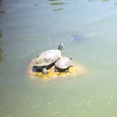 CSUN Pond - 316 Photos & 75 Reviews - Parks - 18111 Nordhoff St ...