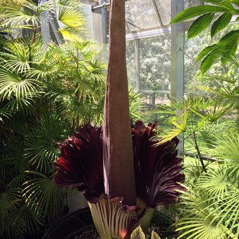 Foster Botanical Garden - 1073 Photos & 118 Reviews - Botanical Gardens ...