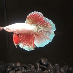 Exotic Fish & Pets - Local Fish Stores - 3272 N 5th St Hwy, Reading, PA ...