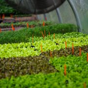 Allandale Farm - 47 Photos & 48 Reviews - Nurseries & Gardening - 259 ...