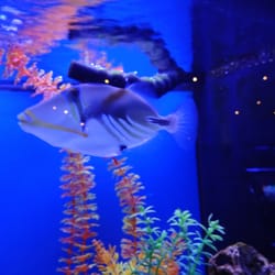Aquatics Unlimited - 18 Photos & 26 Reviews - Aquarium Services - 3550 ...