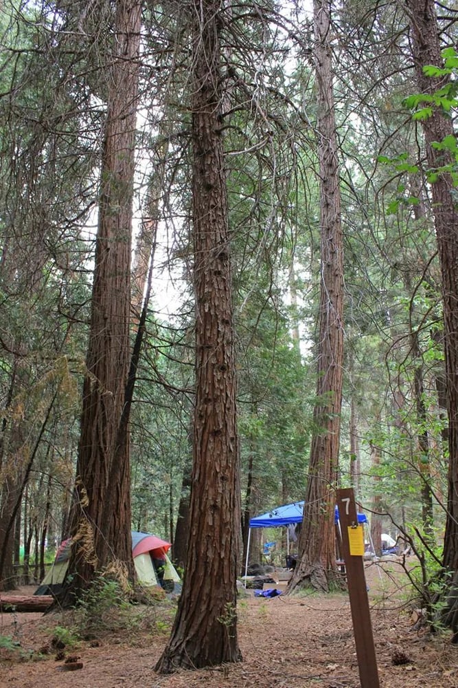 Sentinel Campground - 15 Photos - Campgrounds - Cedar Grove, CA - Phone ...