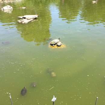 CSUN Pond - 316 Photos & 75 Reviews - Parks - 18111 Nordhoff St ...